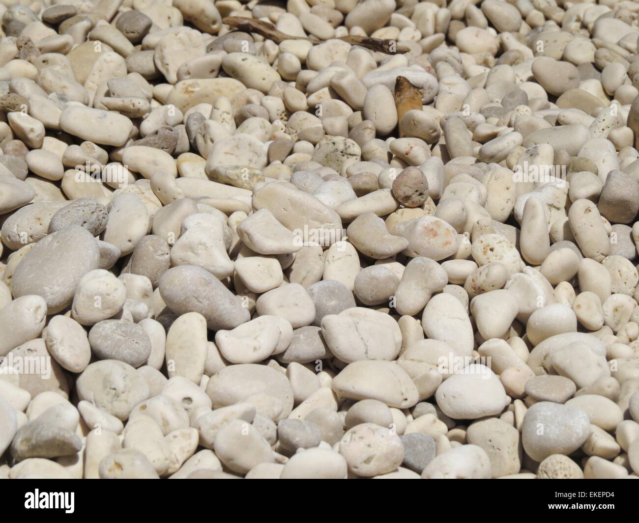Garden on shingle beach hi-res stock photography and images - Alamy