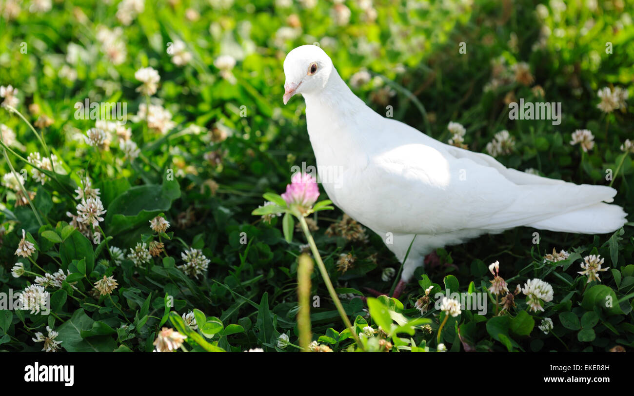 Dove white hi-res stock photography and images - Alamy