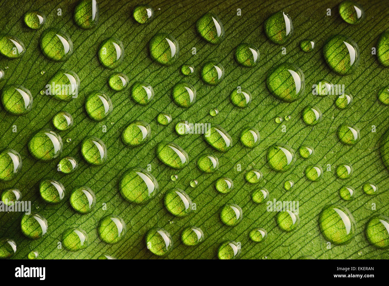 Water drops on leaf Stock Photo - Alamy