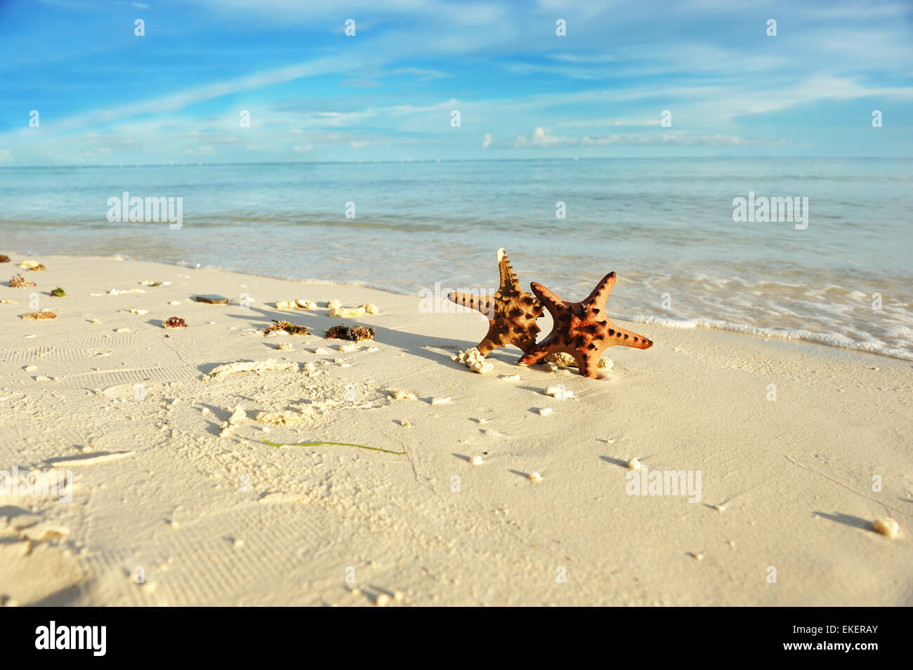 Starfish on a beach Stock Photo - Alamy