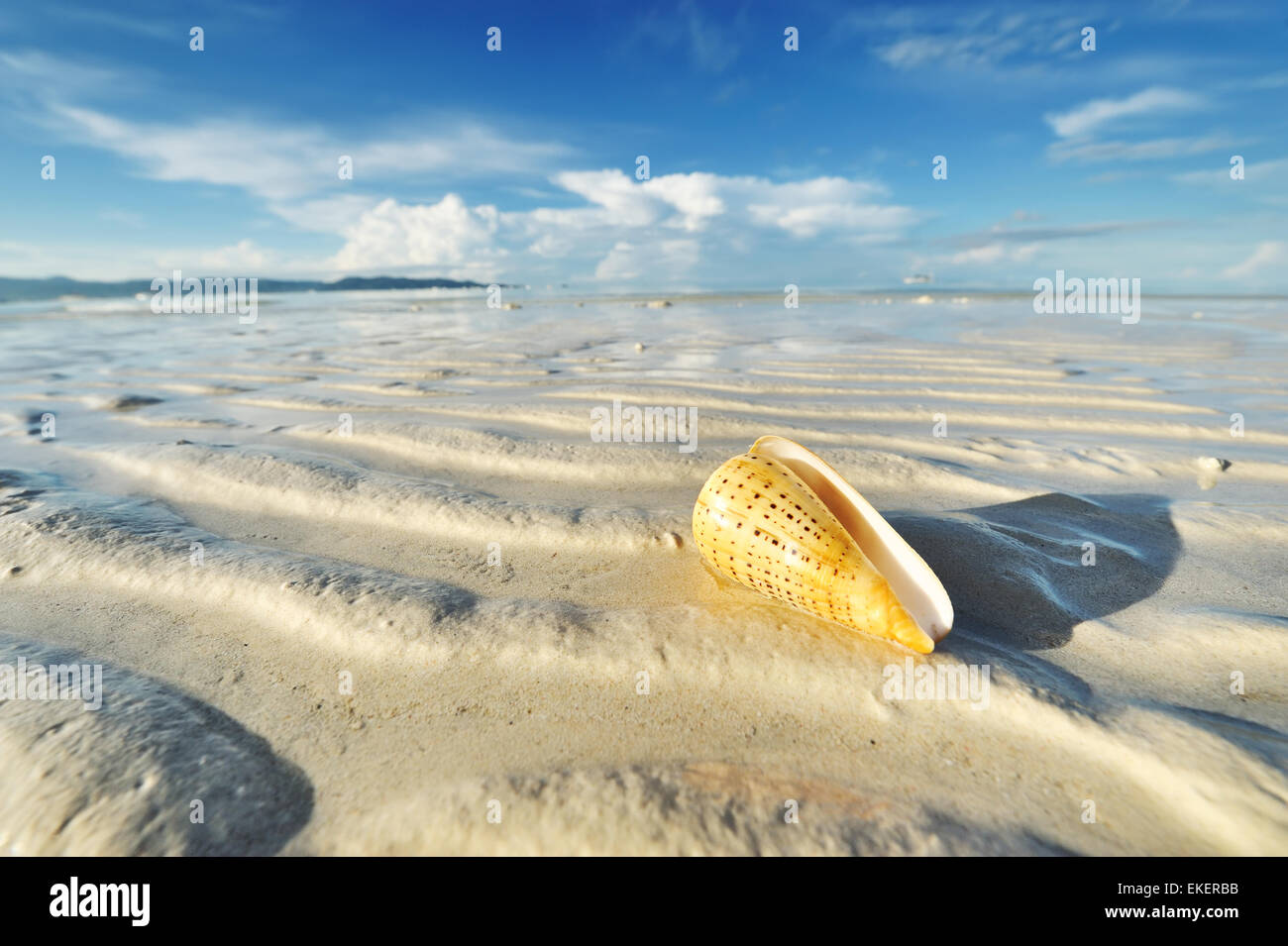 Shell on a beach Stock Photo - Alamy