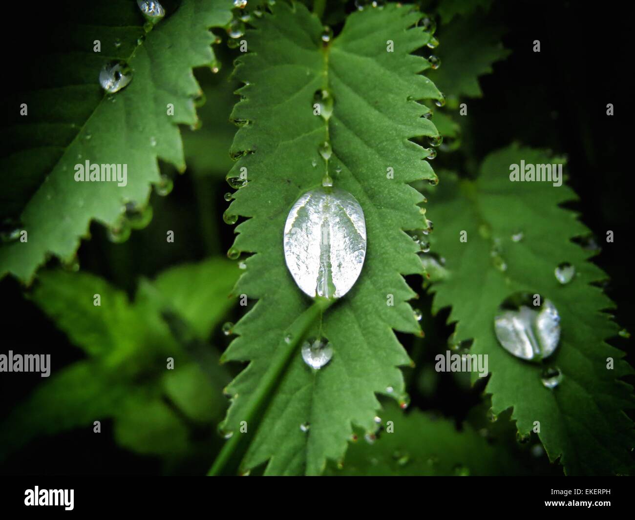 a detail of some drop on a green leaf Stock Photo - Alamy