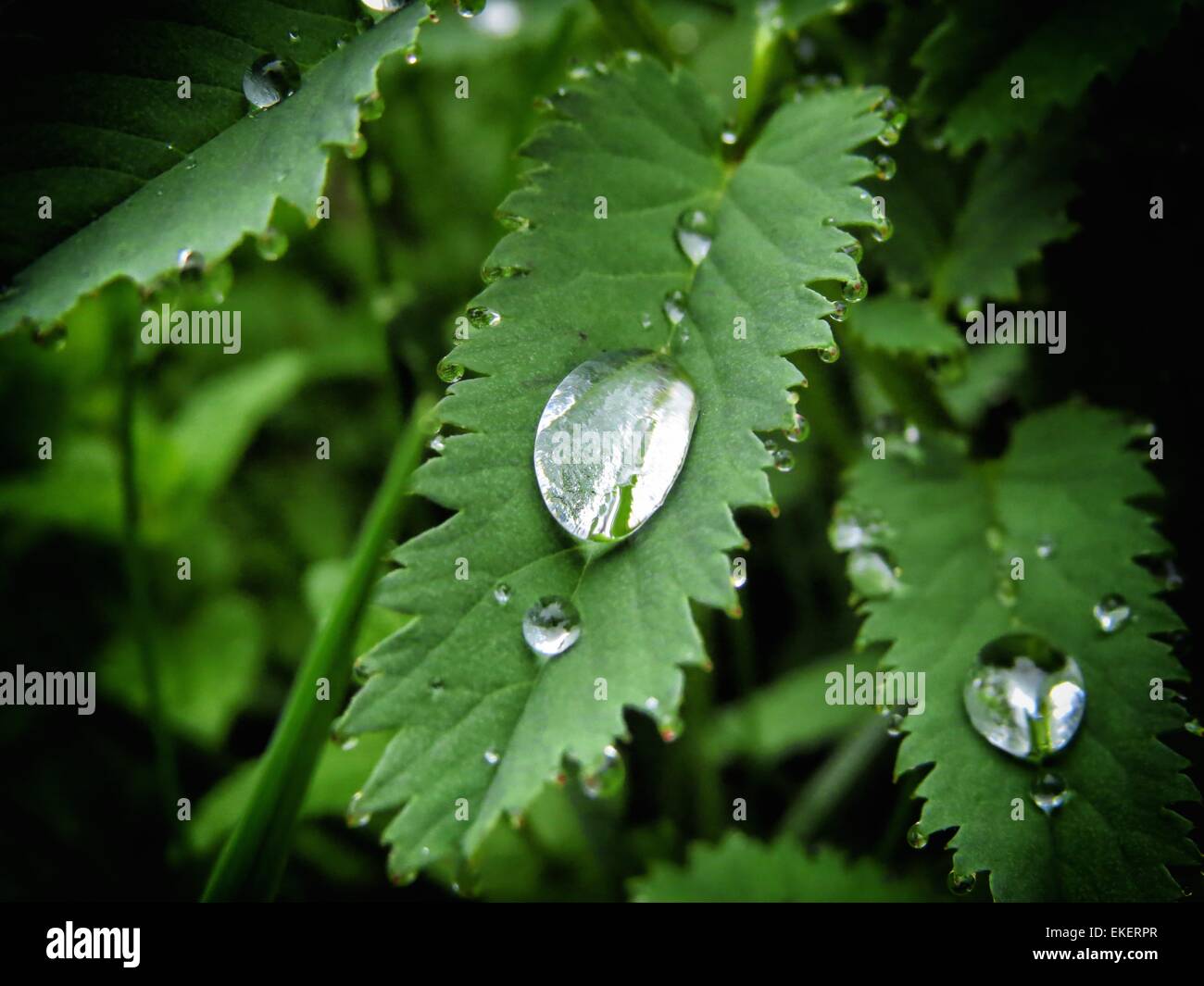 Drop and leaf hi-res stock photography and images - Alamy