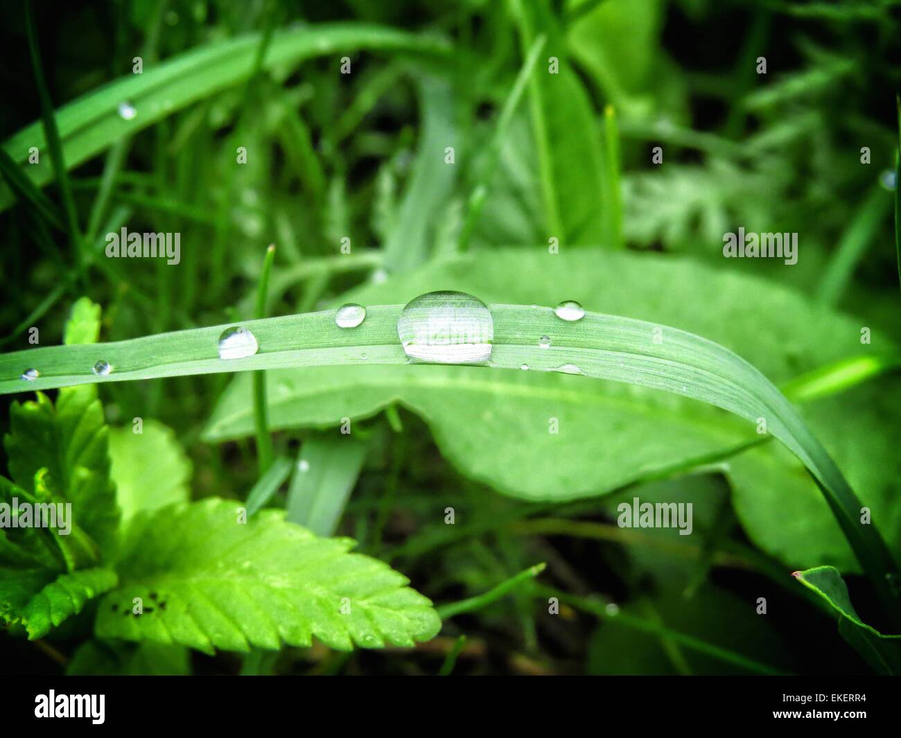a detail of some drop on a green leaf Stock Photo - Alamy
