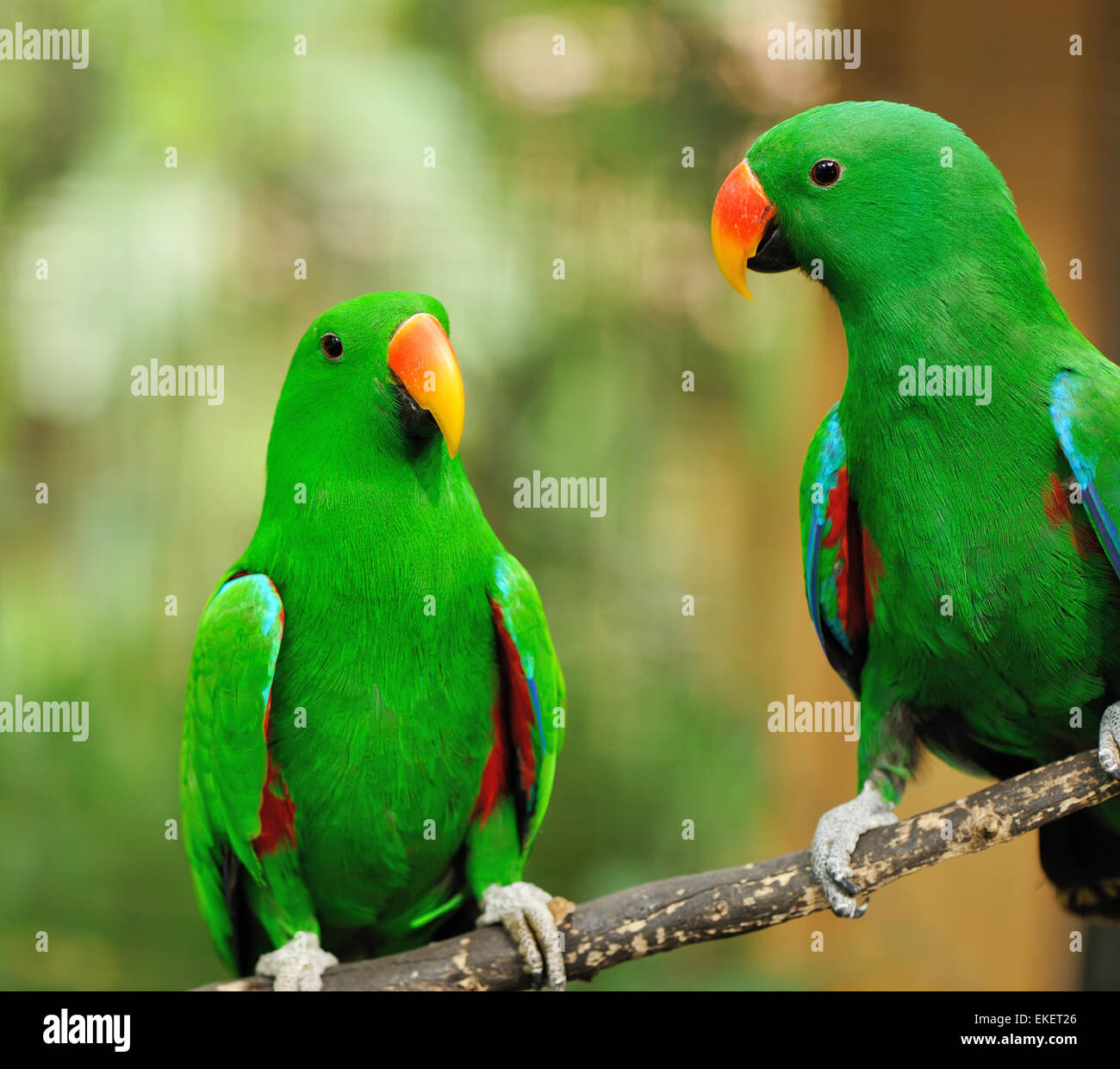 Green Eclectus Parrot