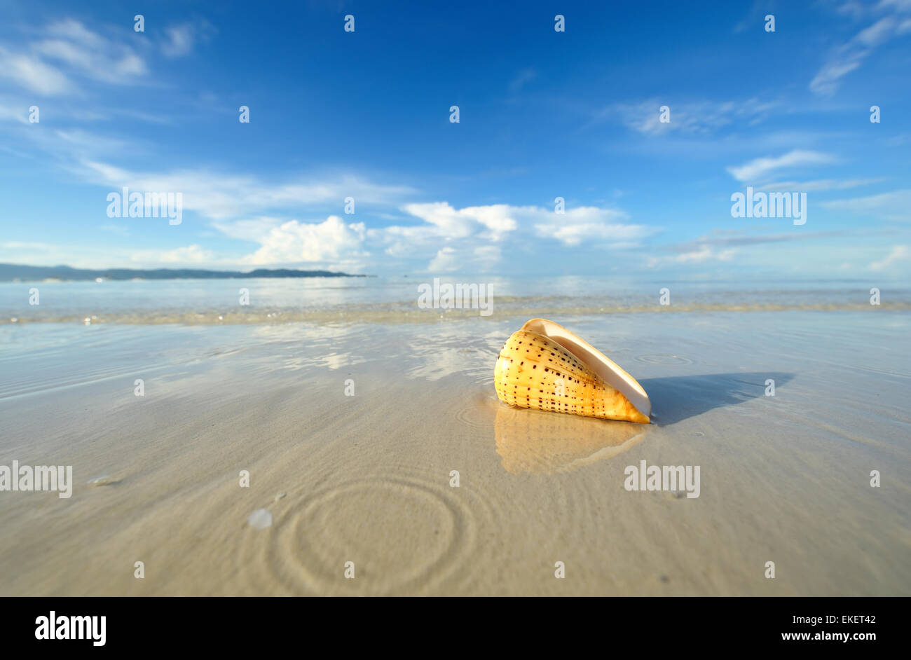Shell on a beach Stock Photo - Alamy