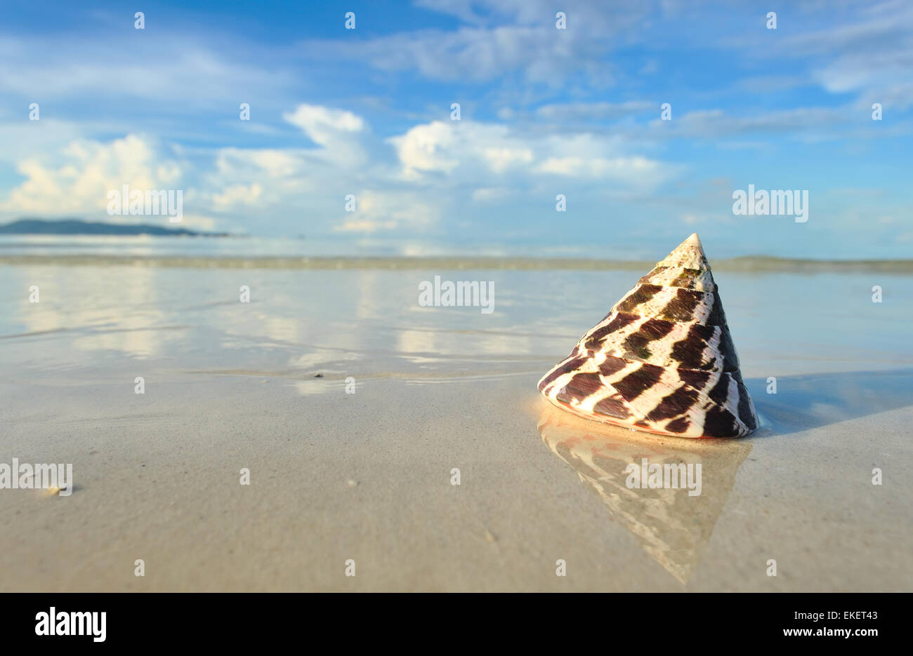 Shell on a beach Stock Photo - Alamy