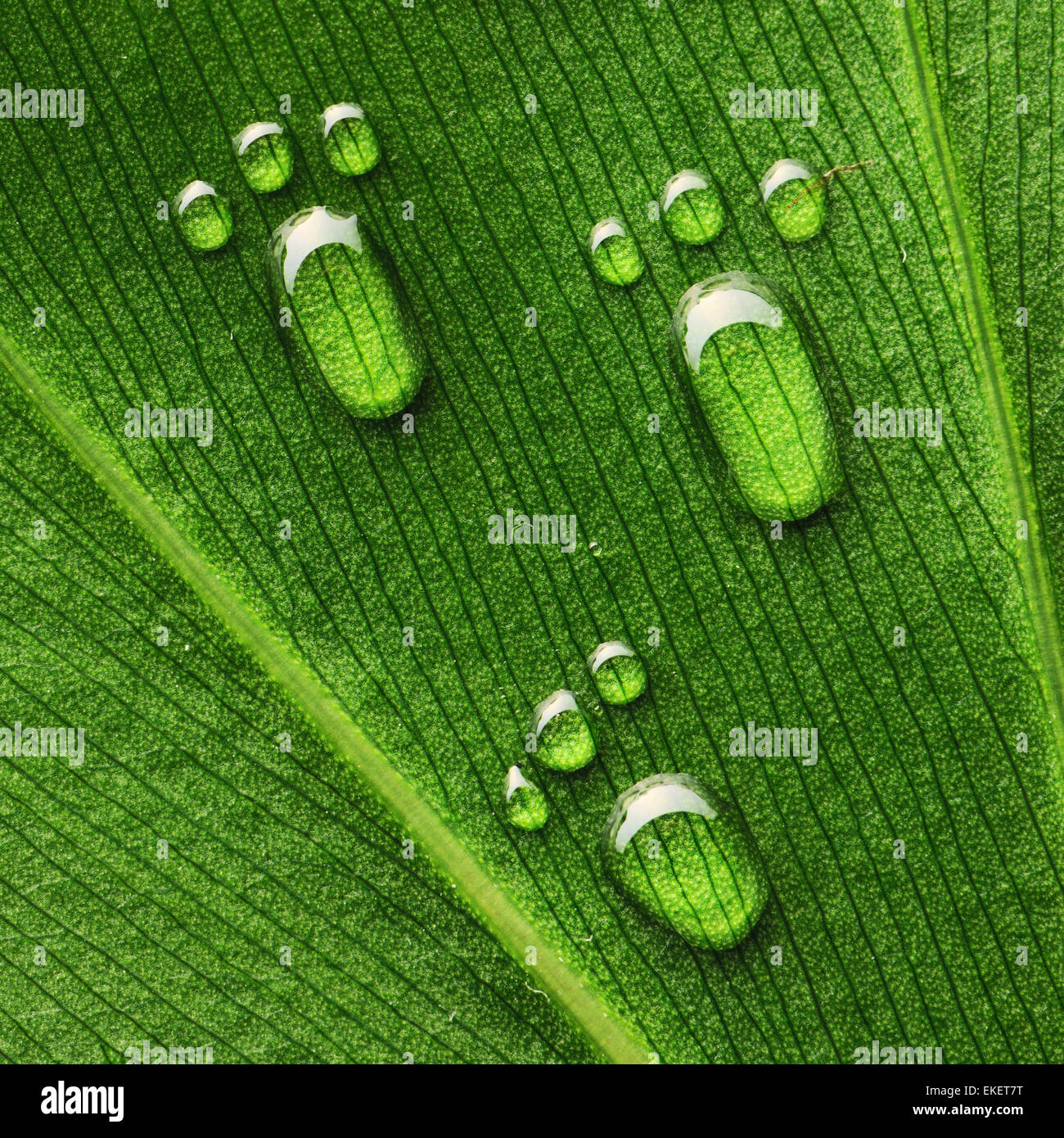 Water footprints on leaf Stock Photo - Alamy