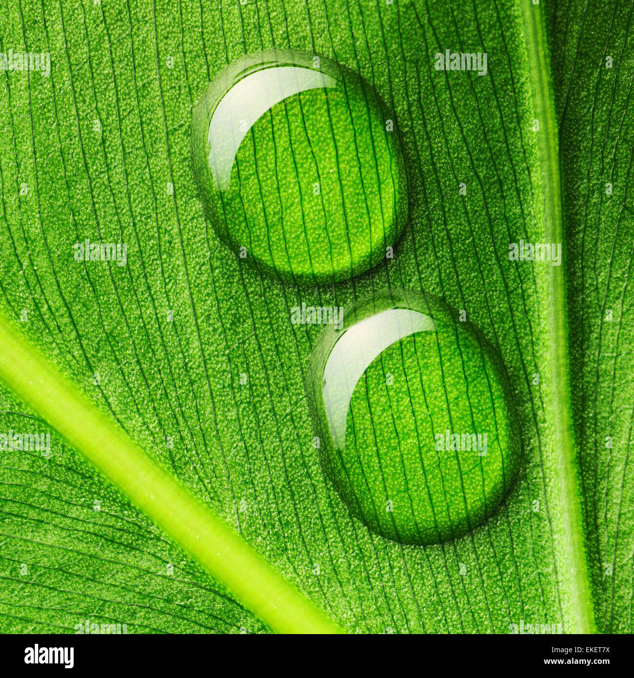 Water drops on leaf Stock Photo - Alamy