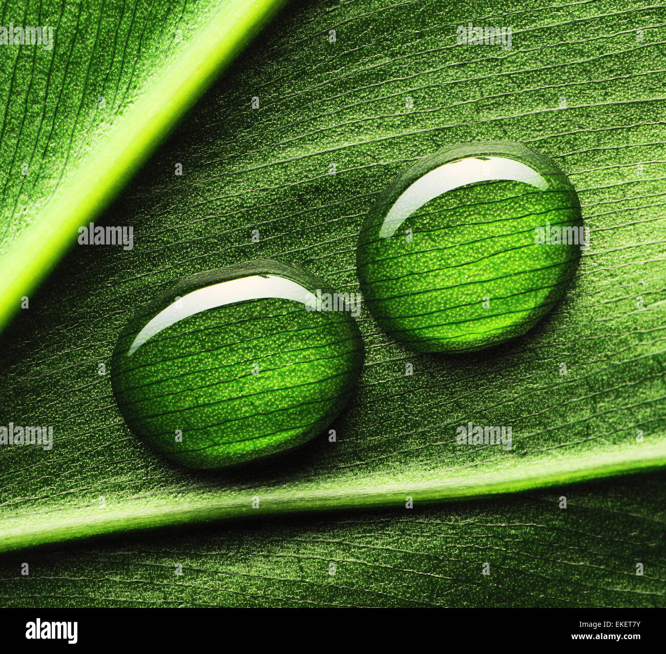 Water drops on leaf Stock Photo - Alamy