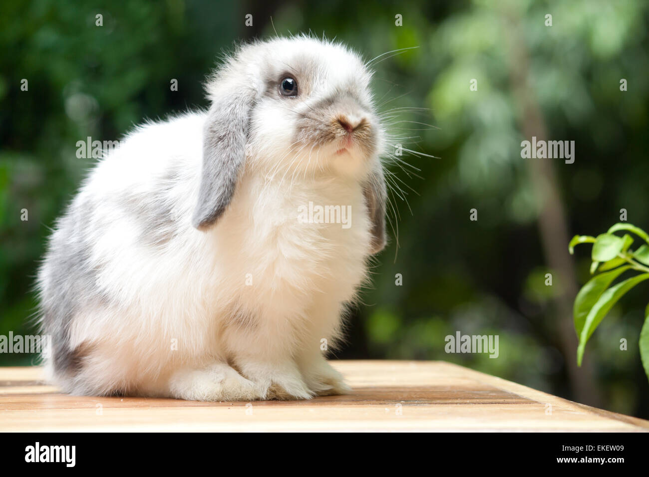 Grey rabbit standing hi-res stock photography and images - Alamy