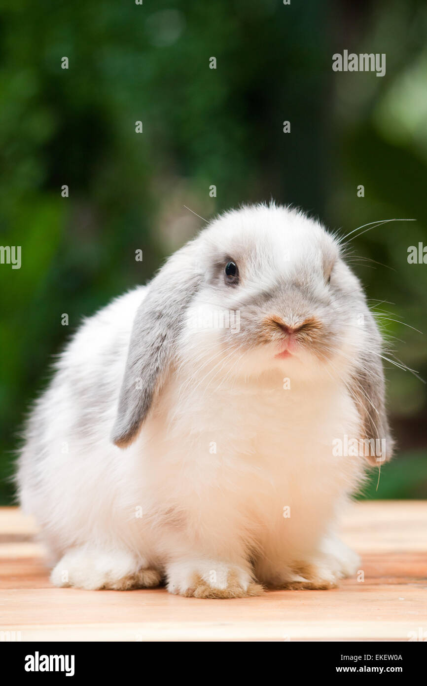 Cute looking rabbit hi-res stock photography and images - Alamy