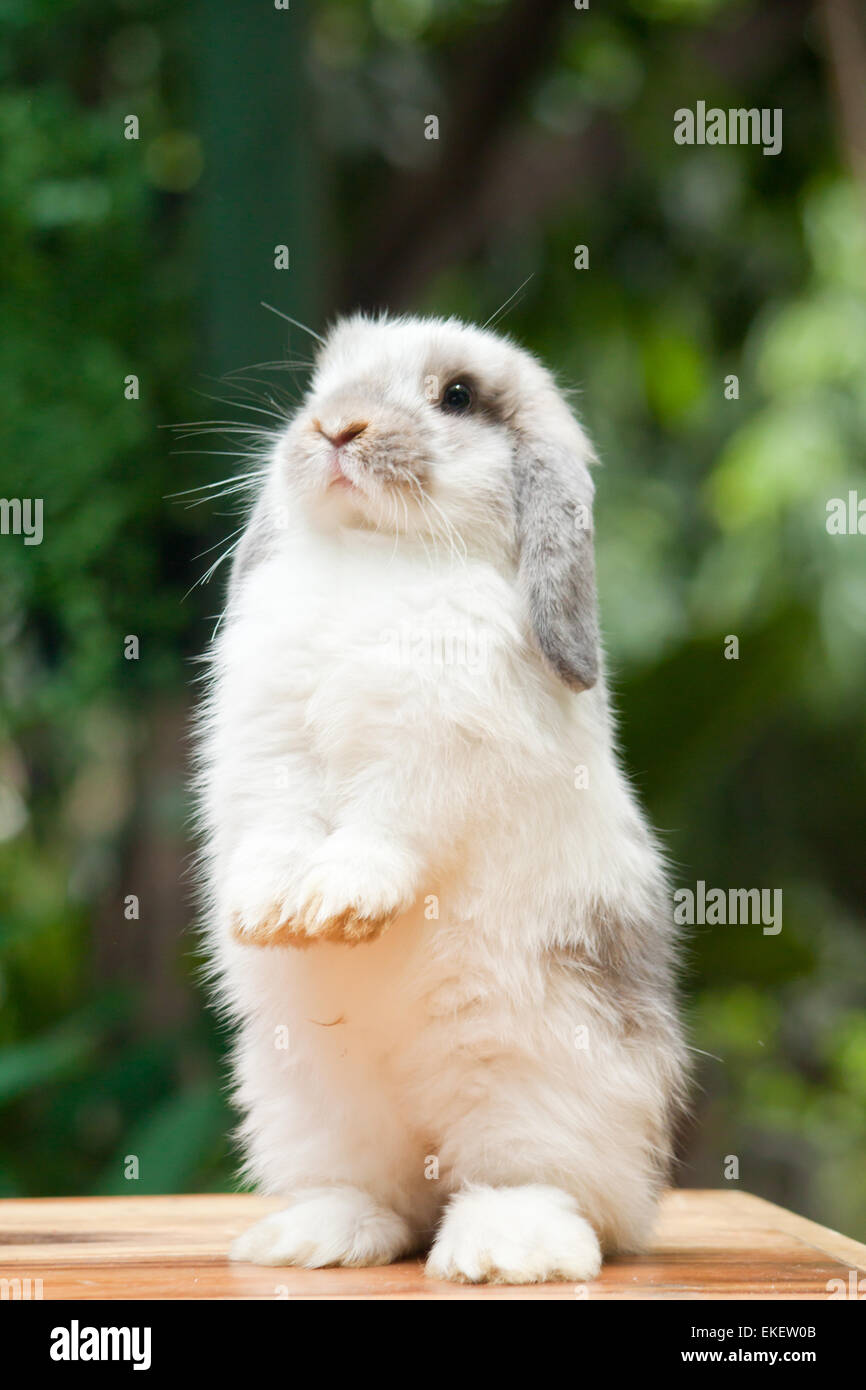 Standing white bunny rabbit hi-res stock photography and images - Alamy