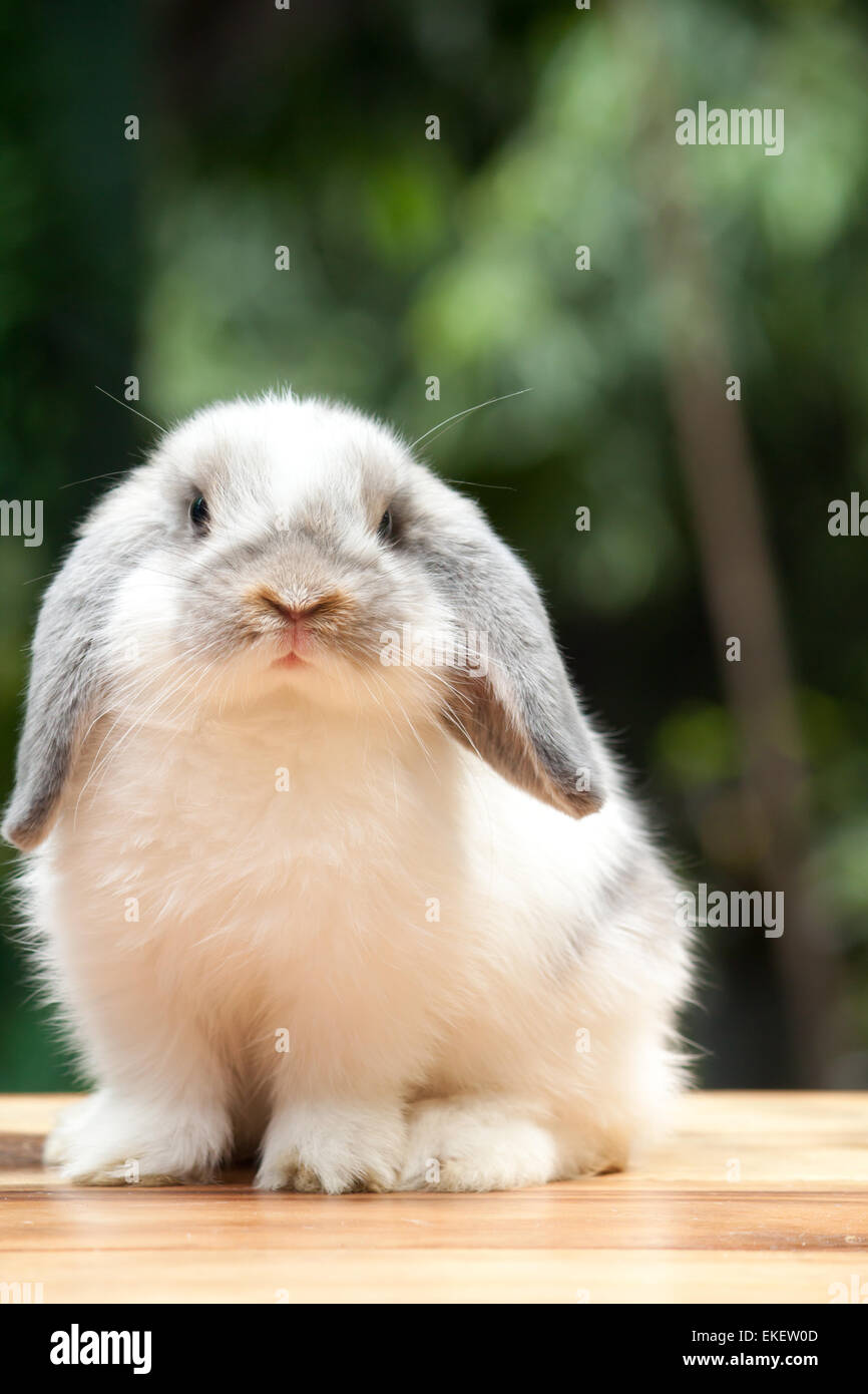 Cute looking rabbit hi-res stock photography and images - Alamy