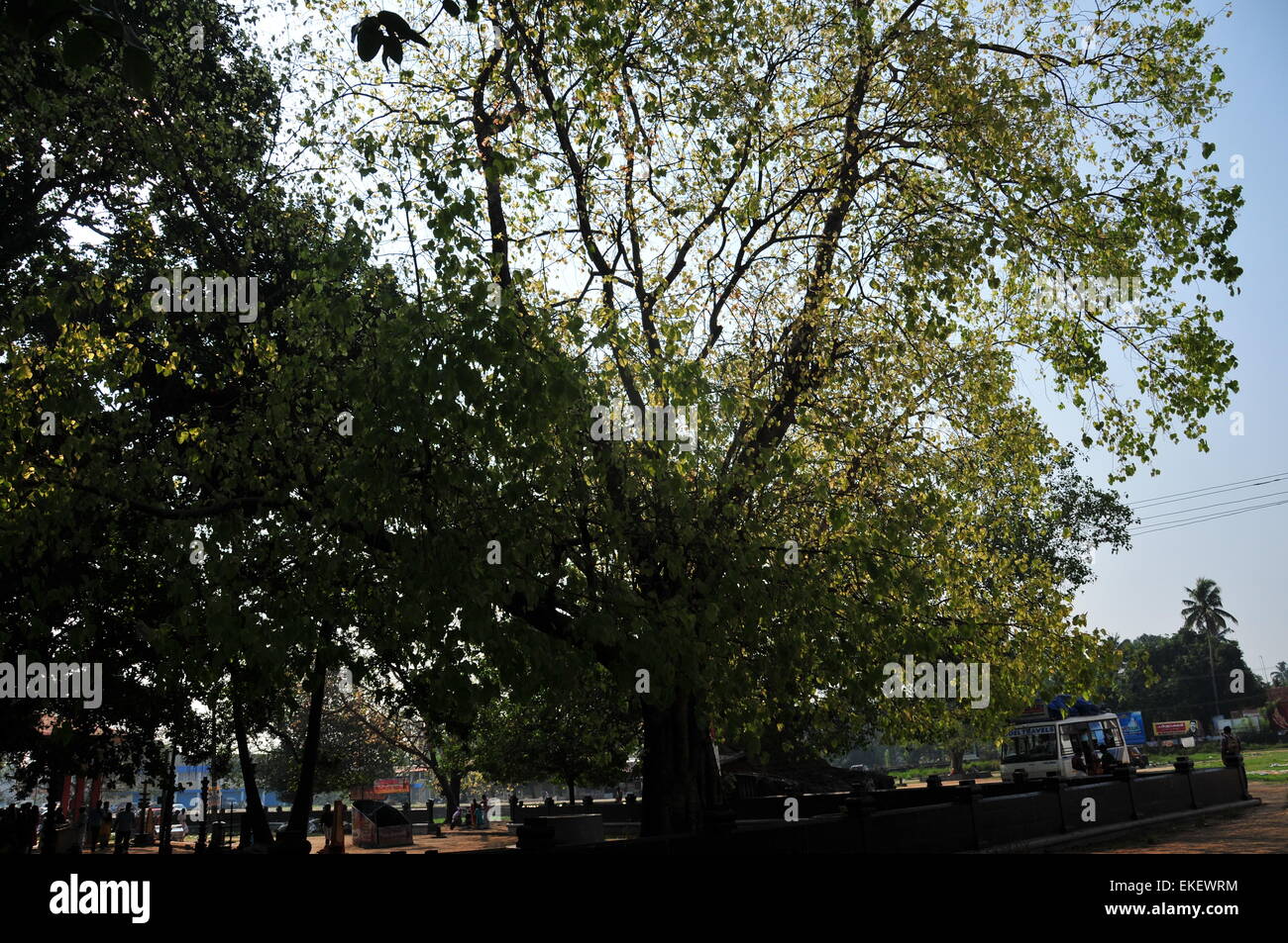 Natural glowing vivid colors Stock Photo - Alamy