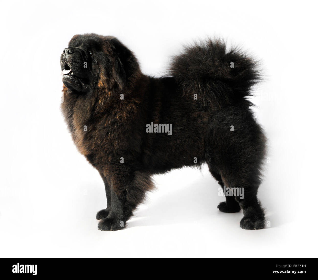Chow chow doggy hi-res stock photography and images - Alamy