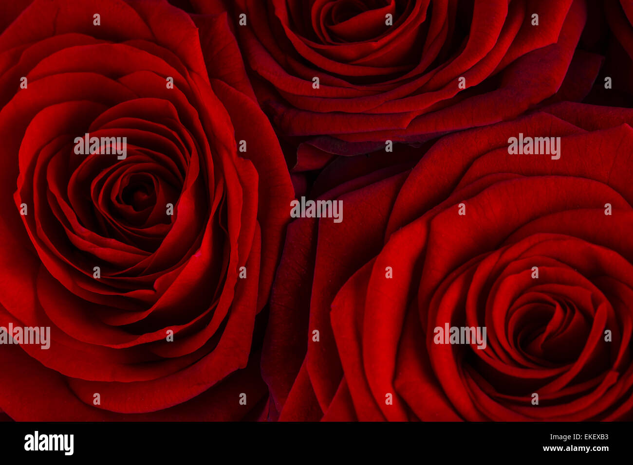 Natural red roses background, close-up Stock Photo - Alamy