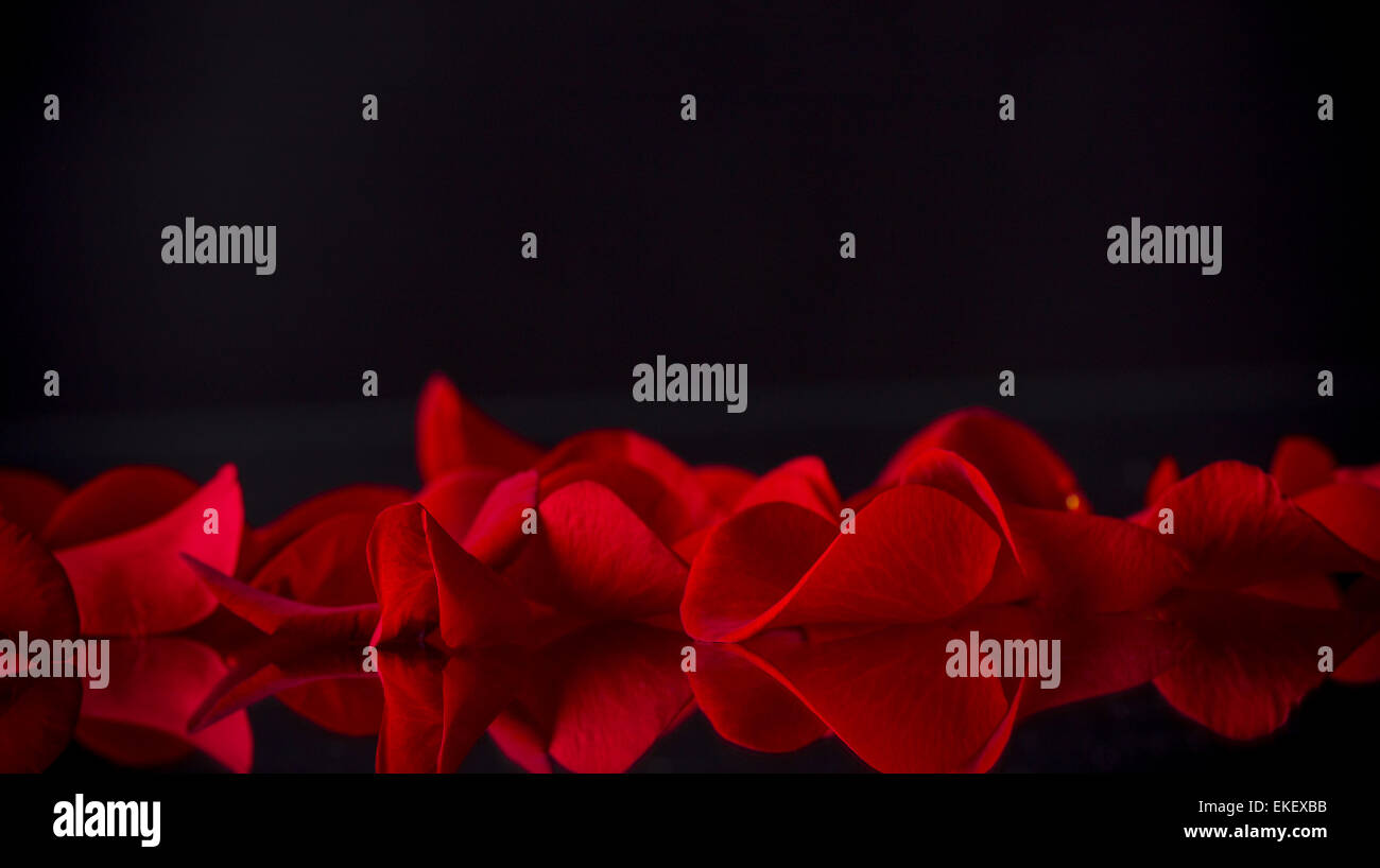 Natural red roses background, close-up Stock Photo - Alamy