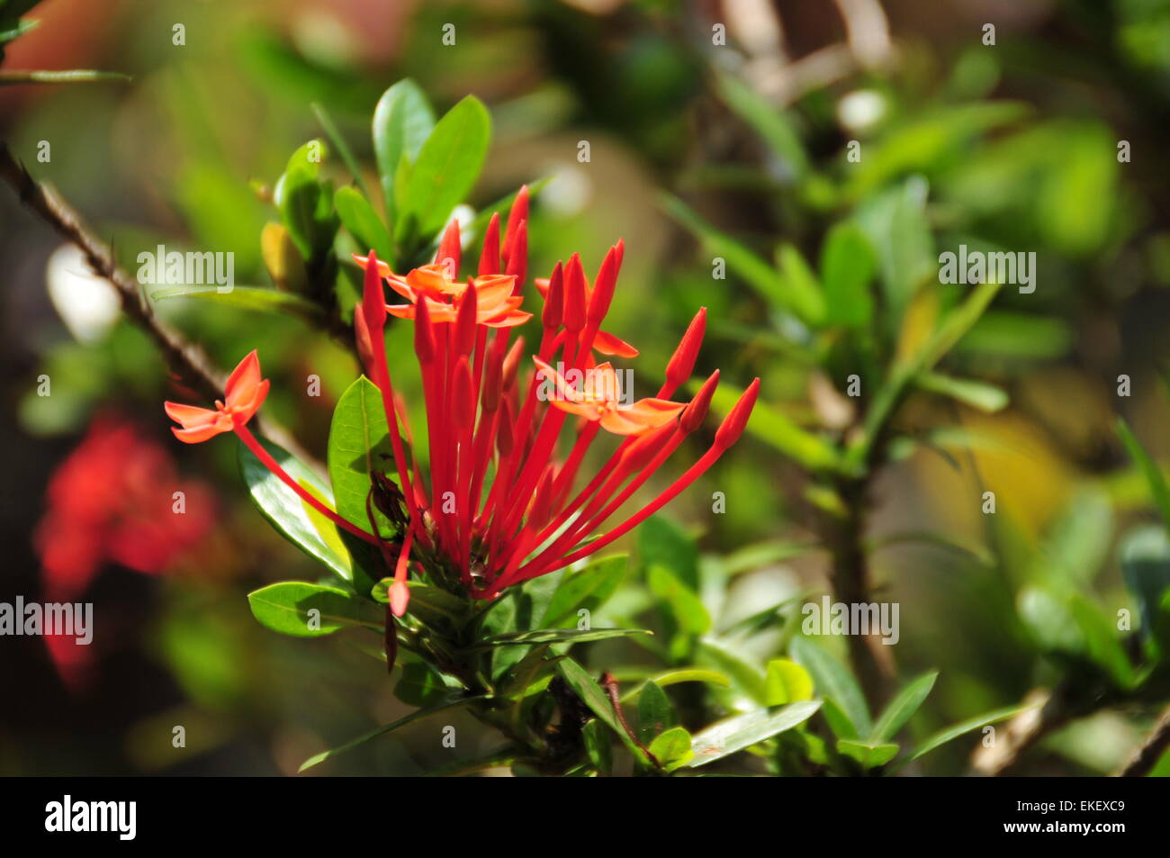 A common kerala "Thettippoo" ( Thetti Flower Stock Photo - Alamy