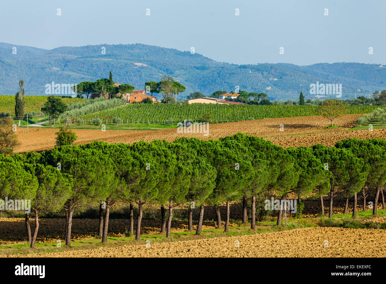 Road with pine trees Tuscany Stock Photo - Alamy