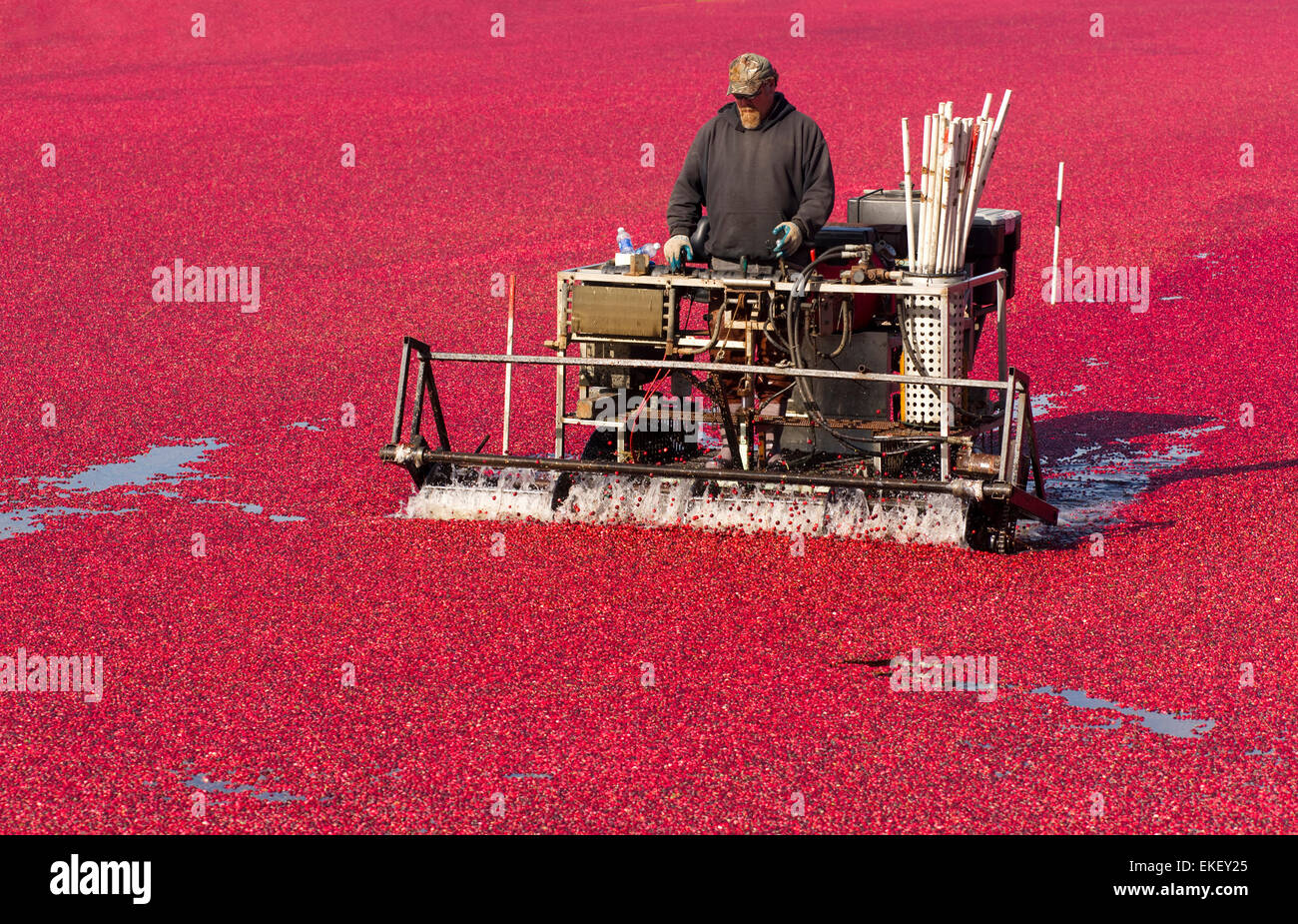 Cranberry harvesting machine hi-res stock photography and images - Alamy