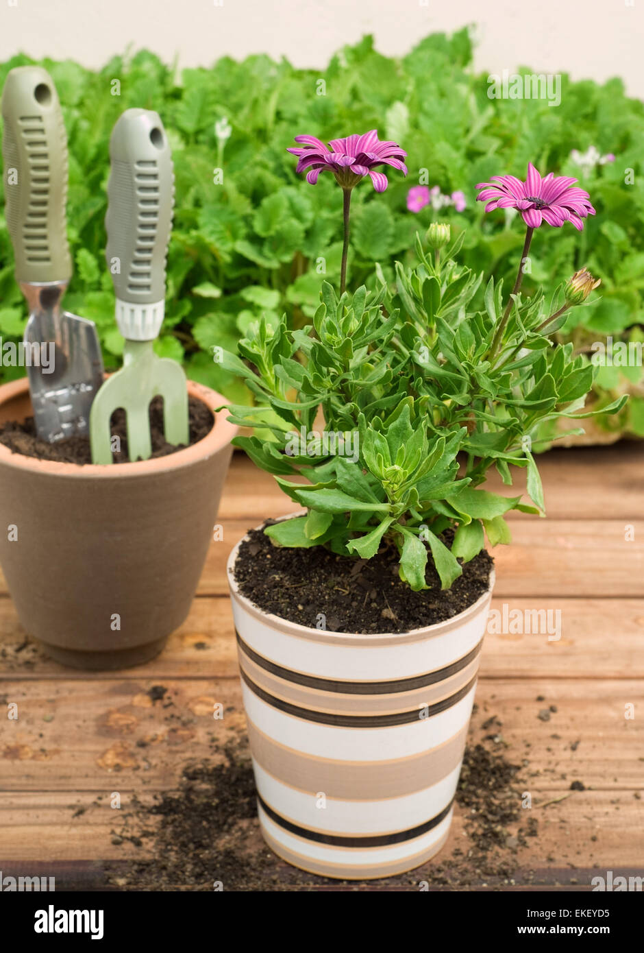Two Ceramic Flower Pots Stock Photo - Alamy