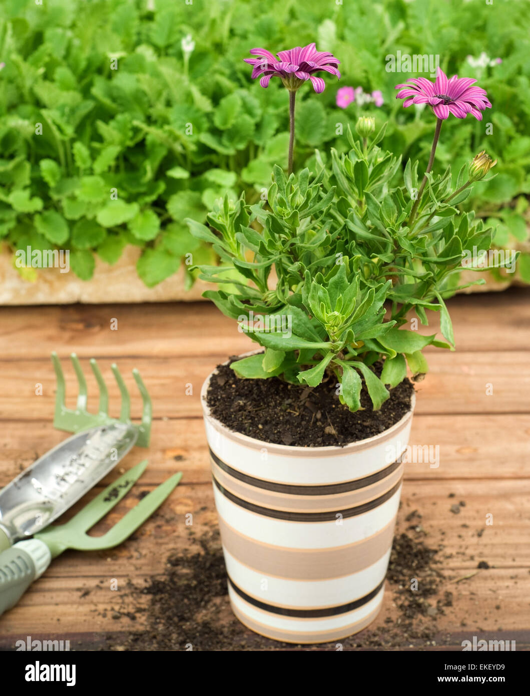 Single Striped Ceramic Flower Pot Stock Photo - Alamy