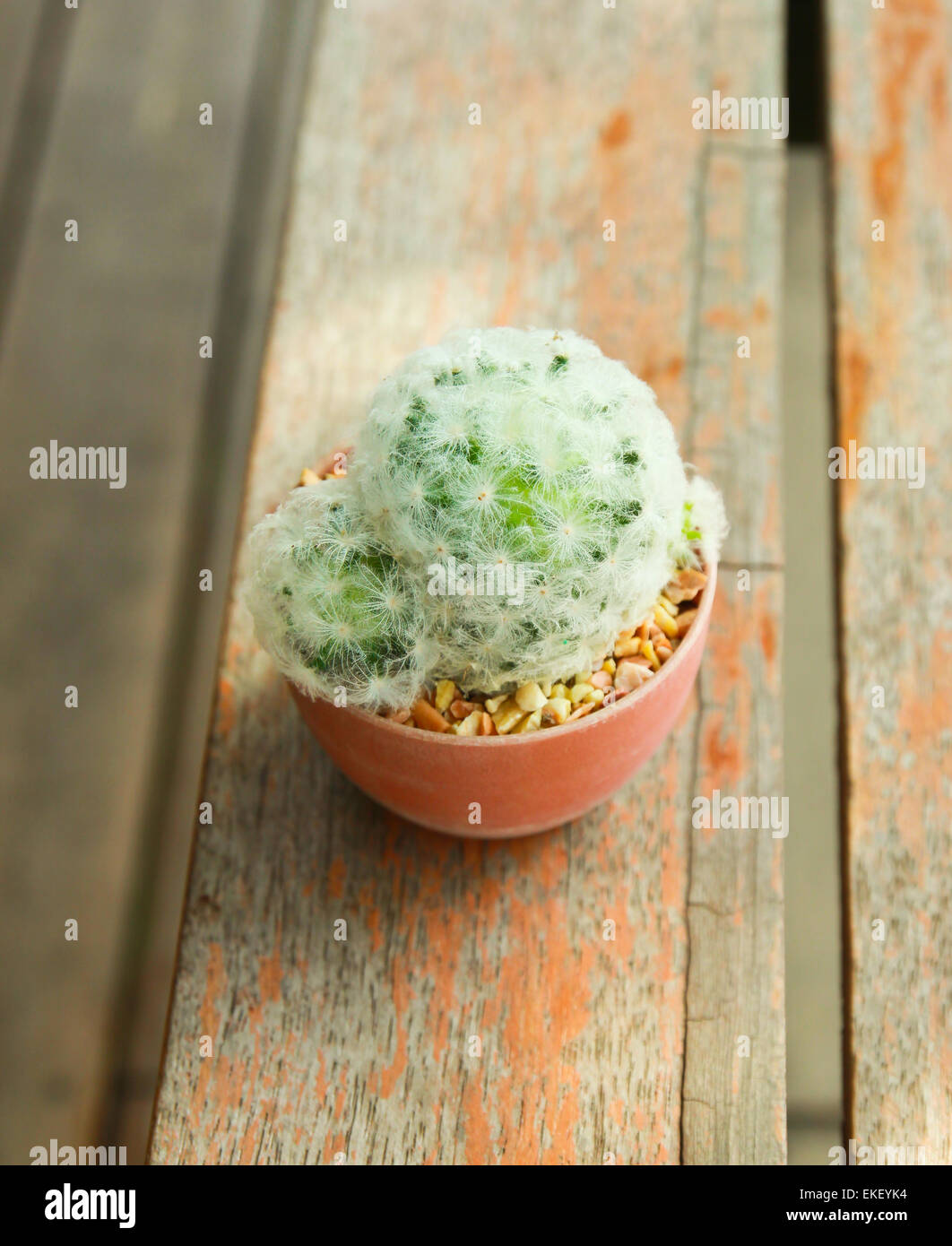 Garden cactus path hi-res stock photography and images - Alamy