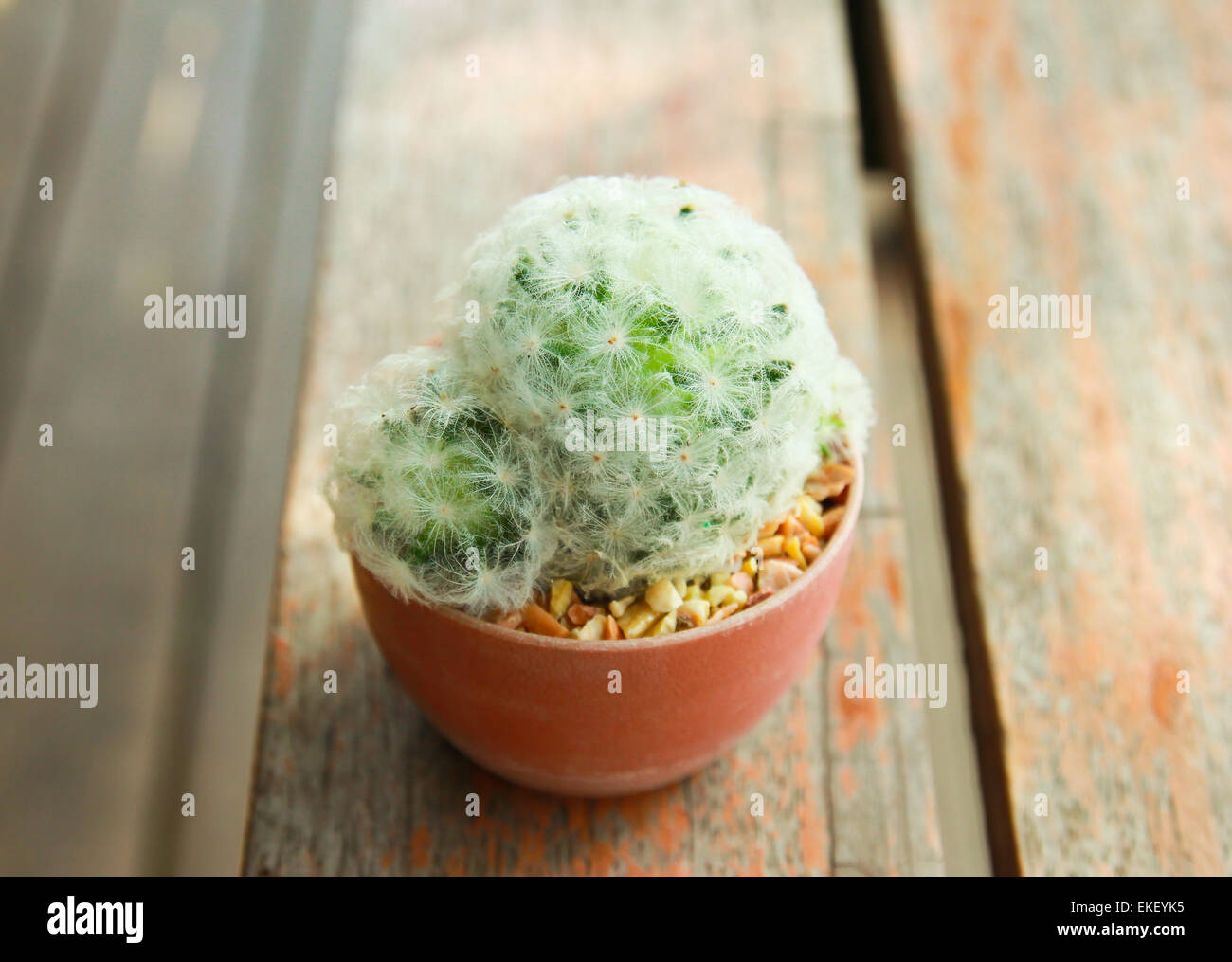 Fresh cactus in garden Stock Photo - Alamy