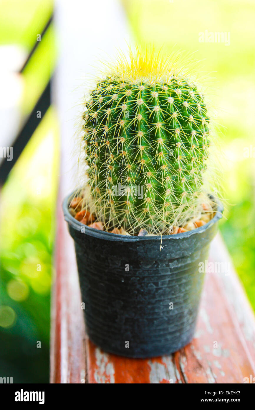 Fresh cactus in garden Stock Photo - Alamy