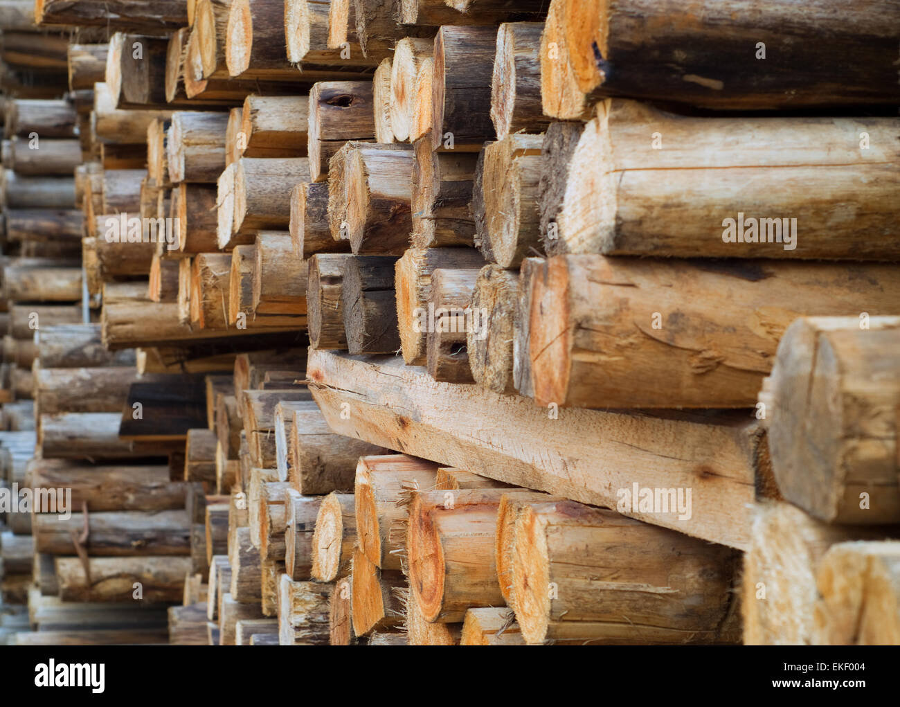 Wood storage warehouse in timber processing plant hi-res stock ...