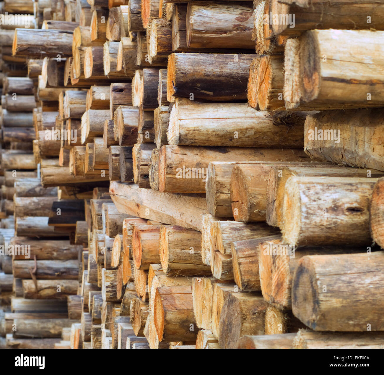 Wood storage warehouse in timber processing plant hi-res stock ...