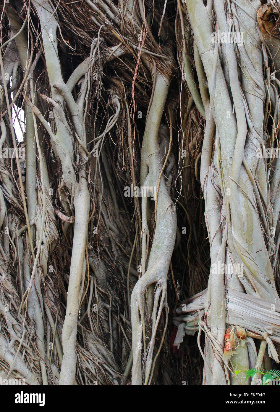 Closeup of tree trunk texture Stock Photo - Alamy