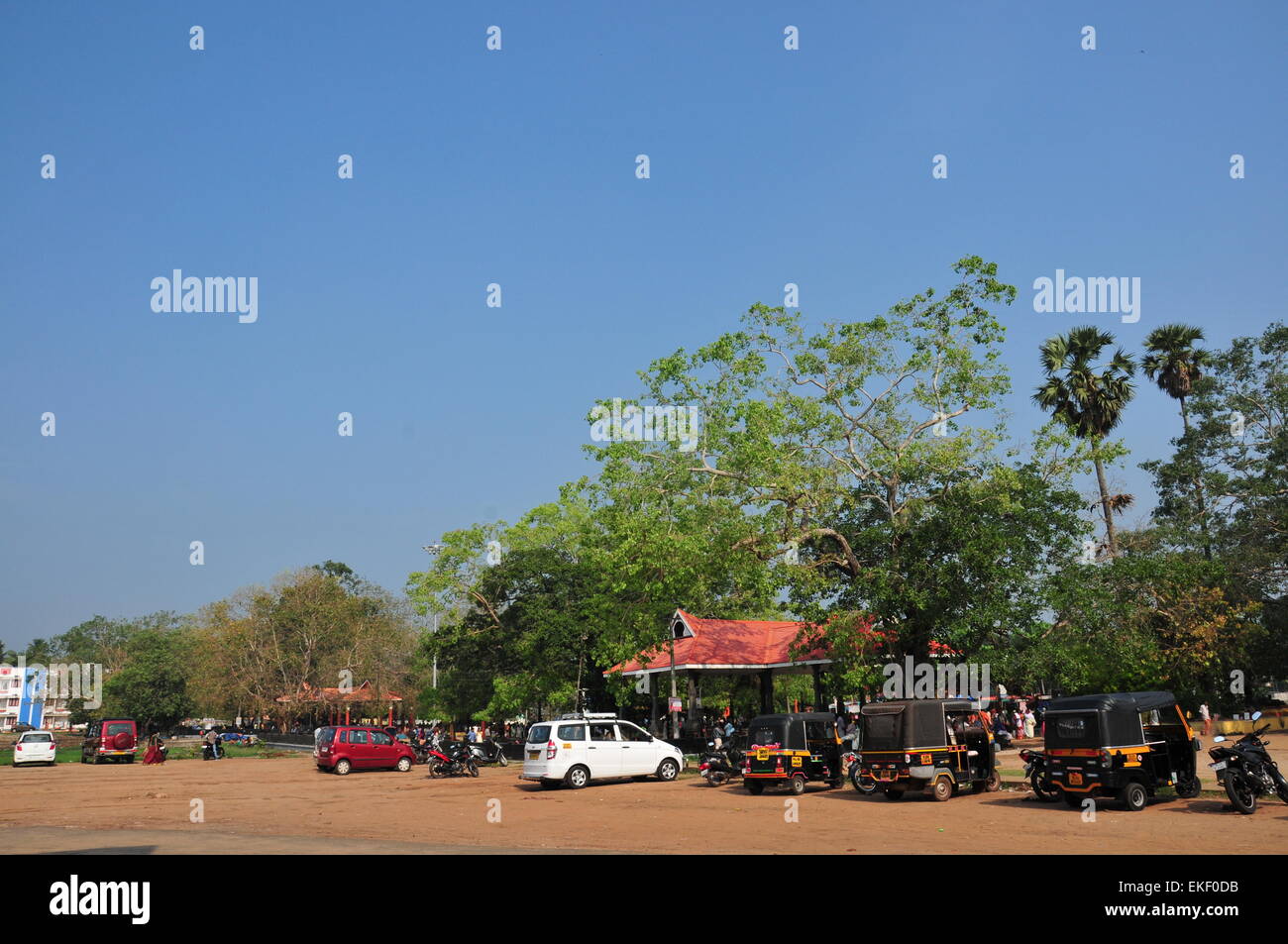 Banyan trees with other trees hi-res stock photography and images - Alamy