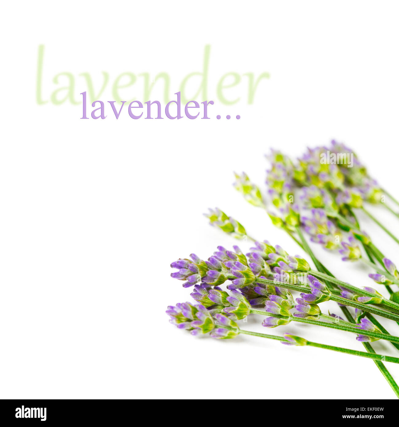 Perfume sample text hi-res stock photography and images - Alamy