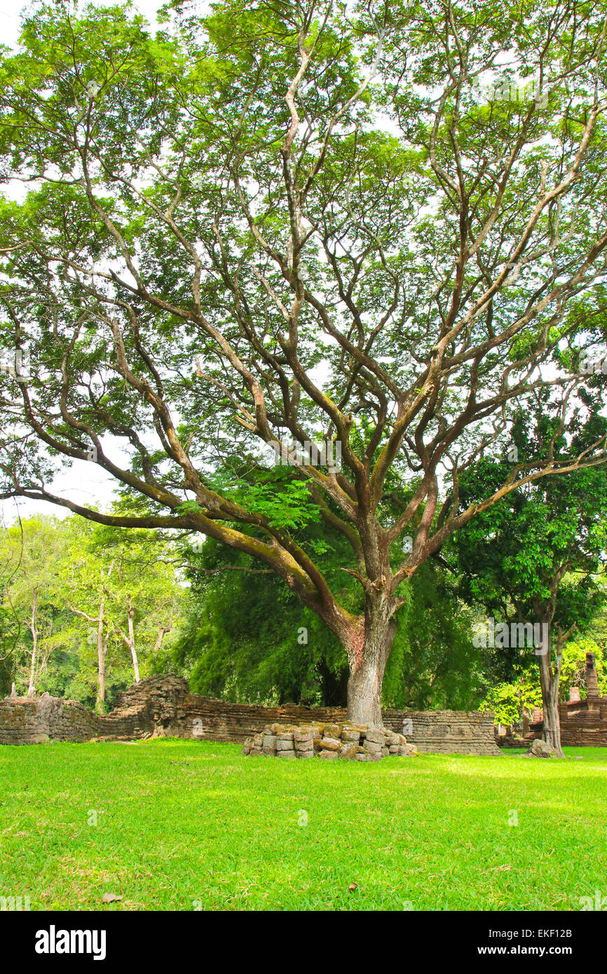 Landscaping in the garden with big tree Stock Photo - Alamy