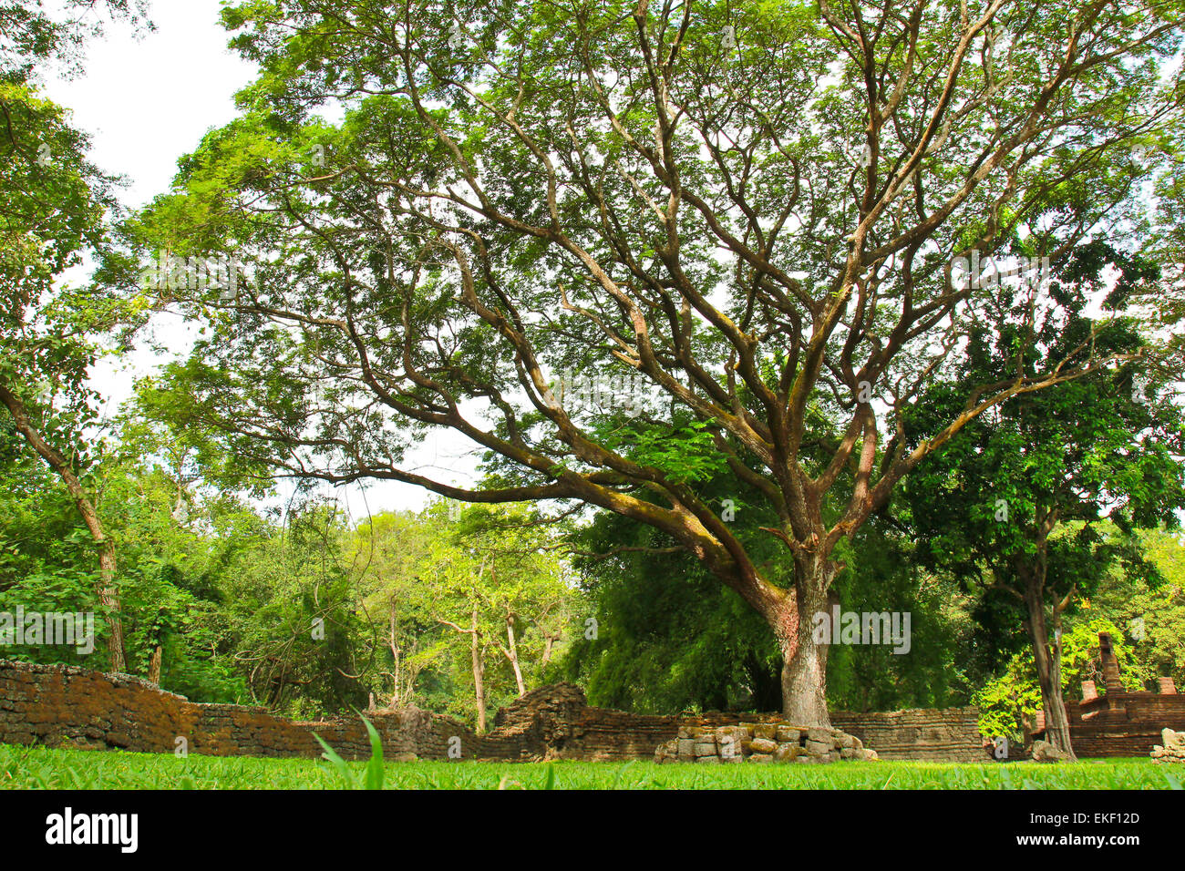 Landscaping in the garden with big tree Stock Photo - Alamy