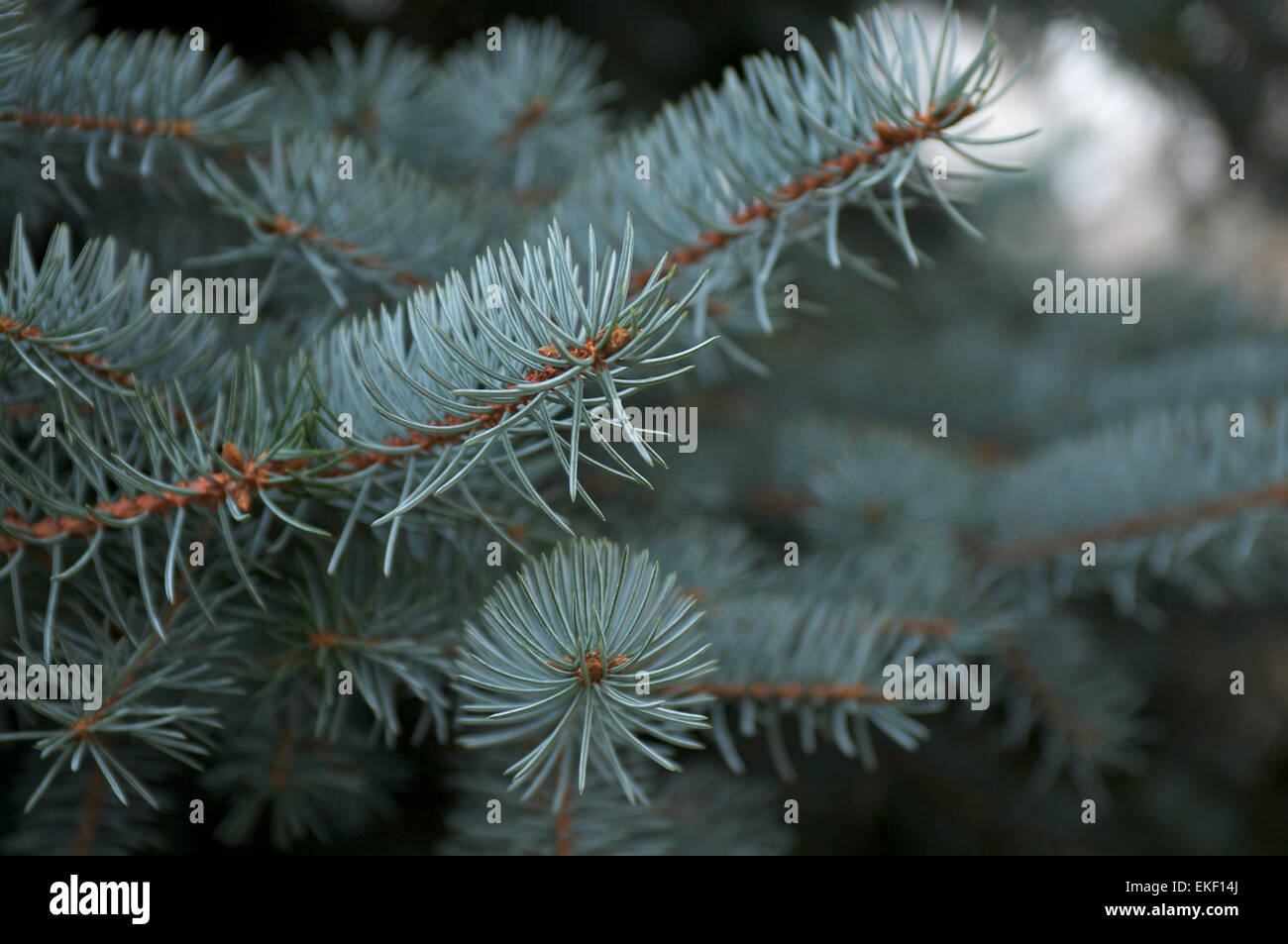 Branchlet of Blue Fir Tree Stock Photo - Alamy