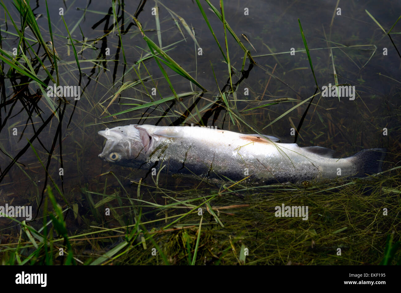 Toxic dead fish in polluted water Stock Photo - Alamy