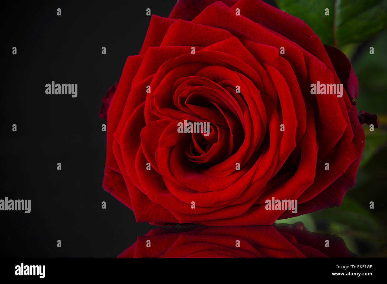 Natural red roses background, close-up Stock Photo - Alamy