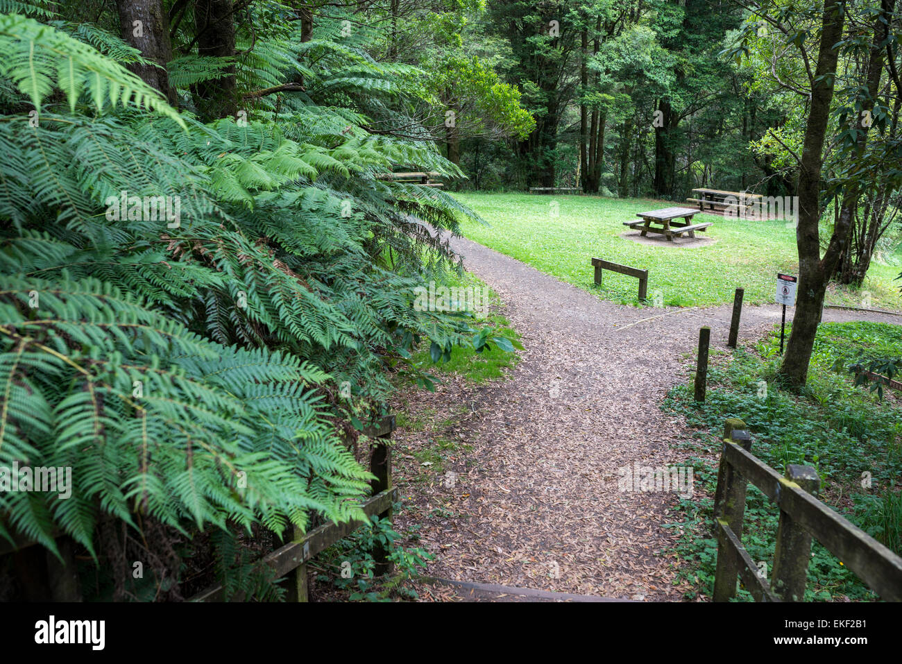 The Melba Gully State Park in the Cape Otway National Park, Victoria ...