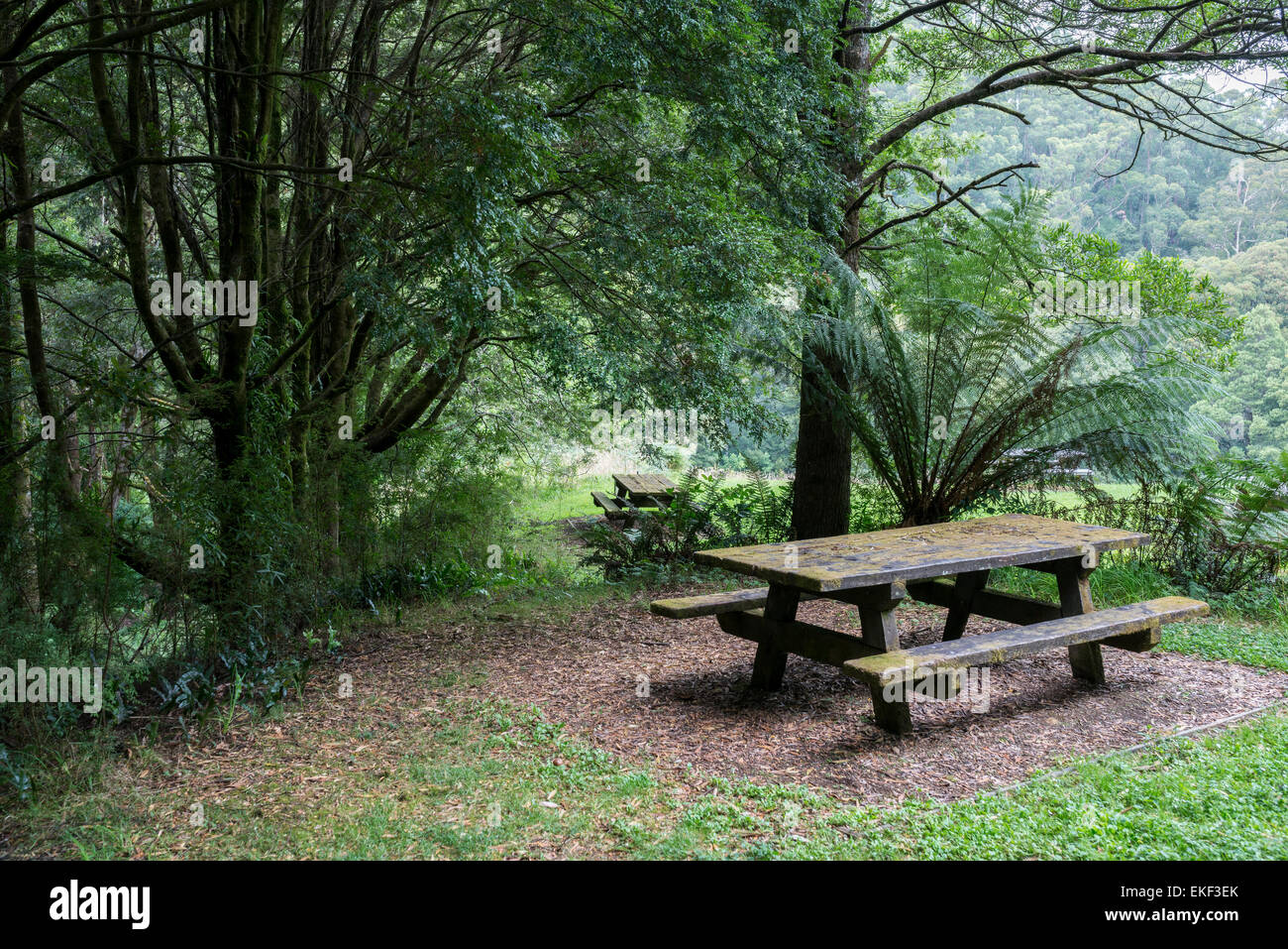 The Melba Gully State Park in the Cape Otway National Park, Victoria ...