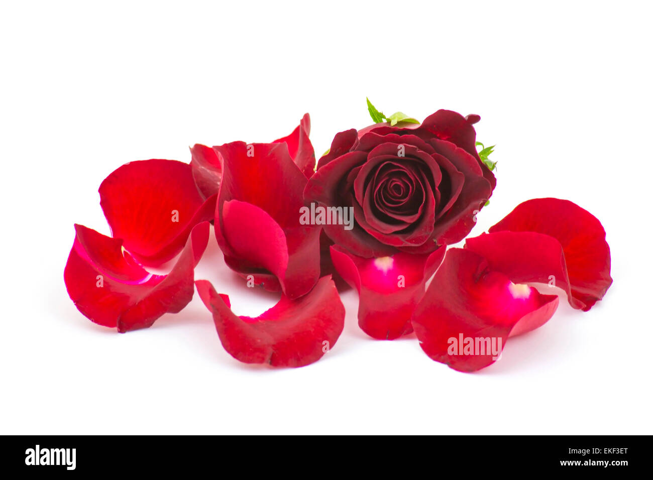 Copy space rose petals Cut Out Stock Images & Pictures - Alamy