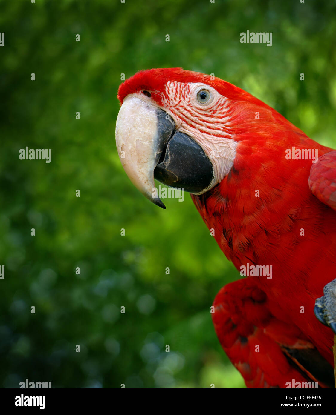 Green wing macaw hi-res stock photography and images - Alamy