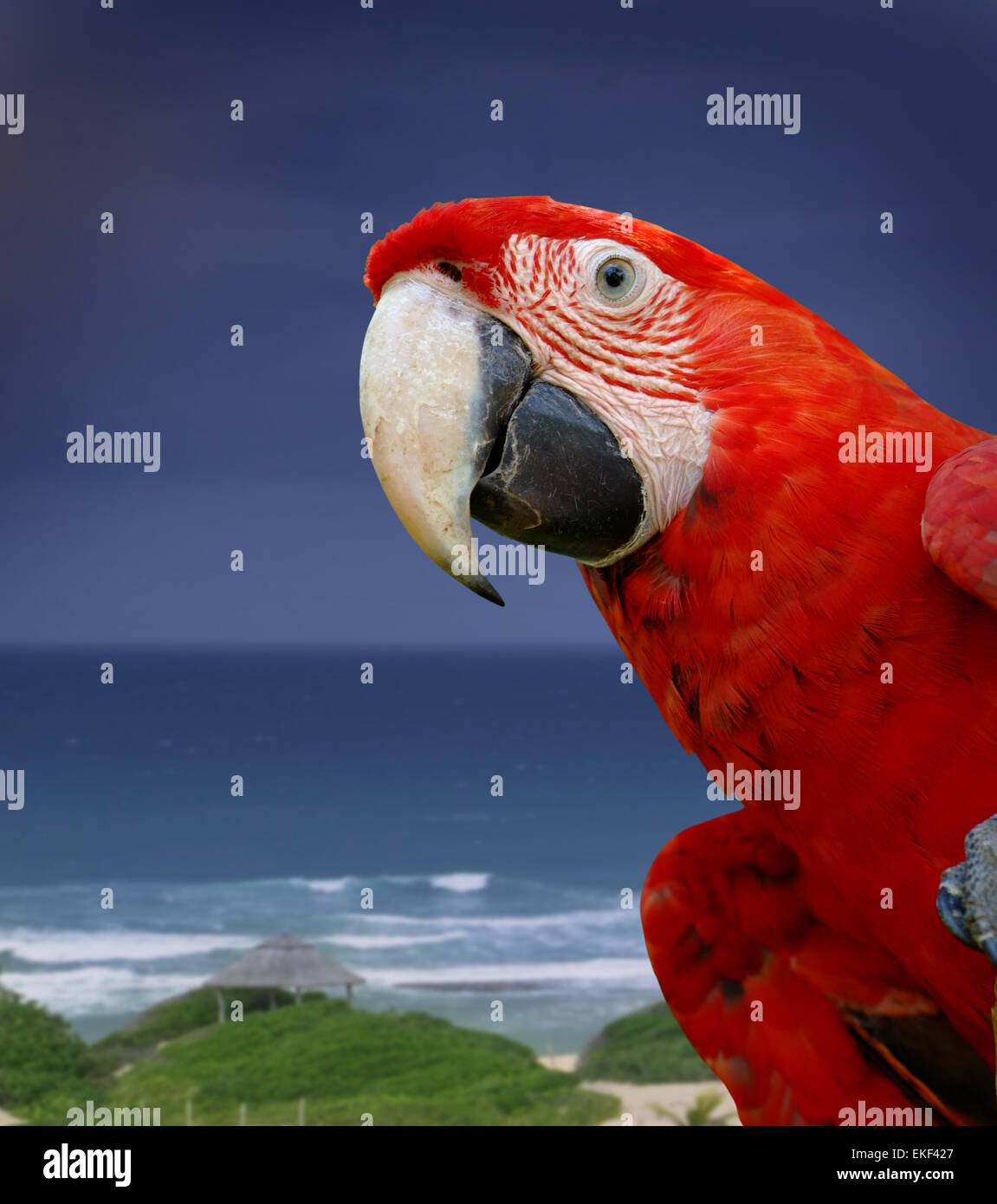 Parrot of the sea hi-res stock photography and images - Alamy