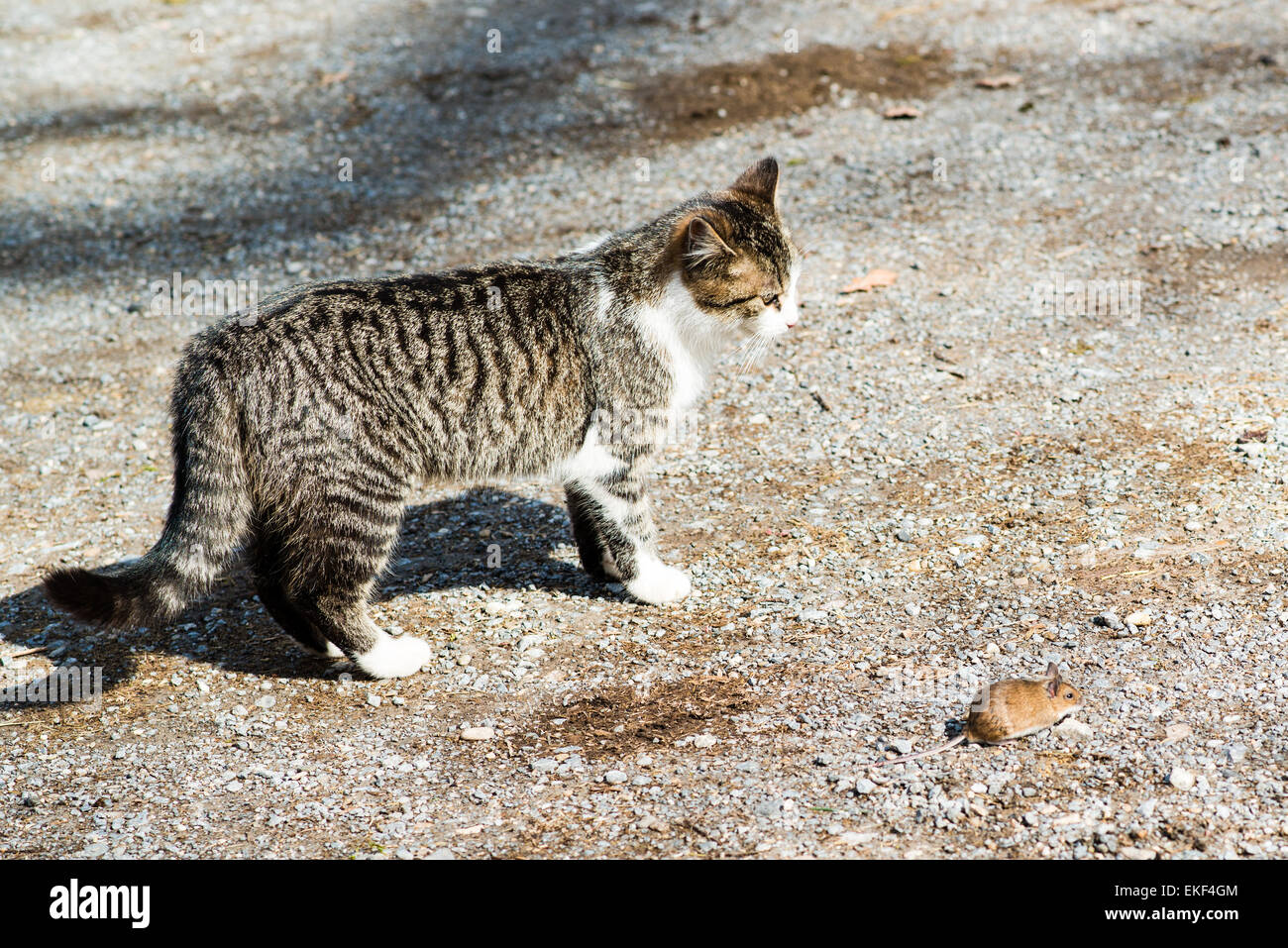 Cat and mouse Stock Photo - Alamy