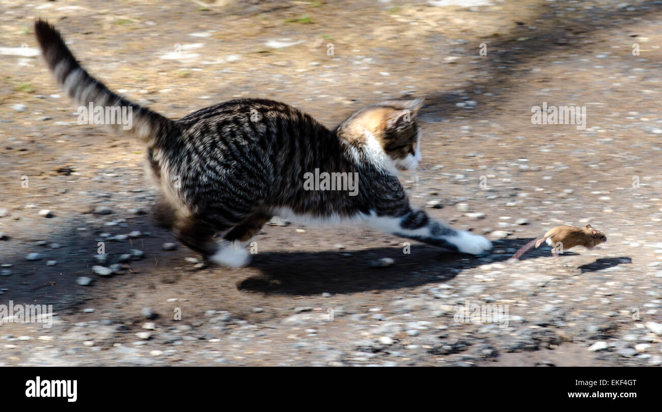 Rat rodent running hi-res stock photography and images - Alamy
