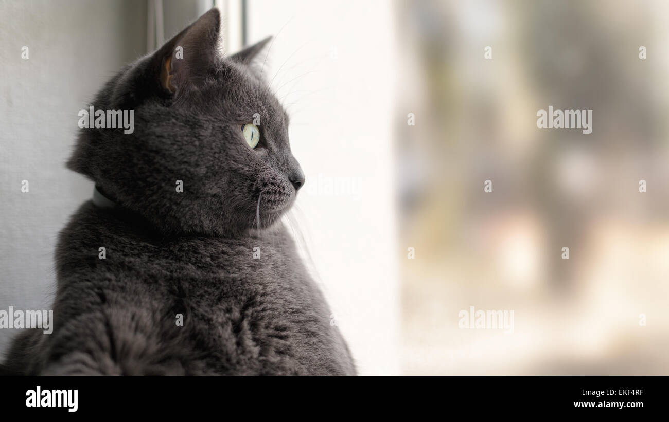 gray cat relaxed and looking through window Stock Photo - Alamy