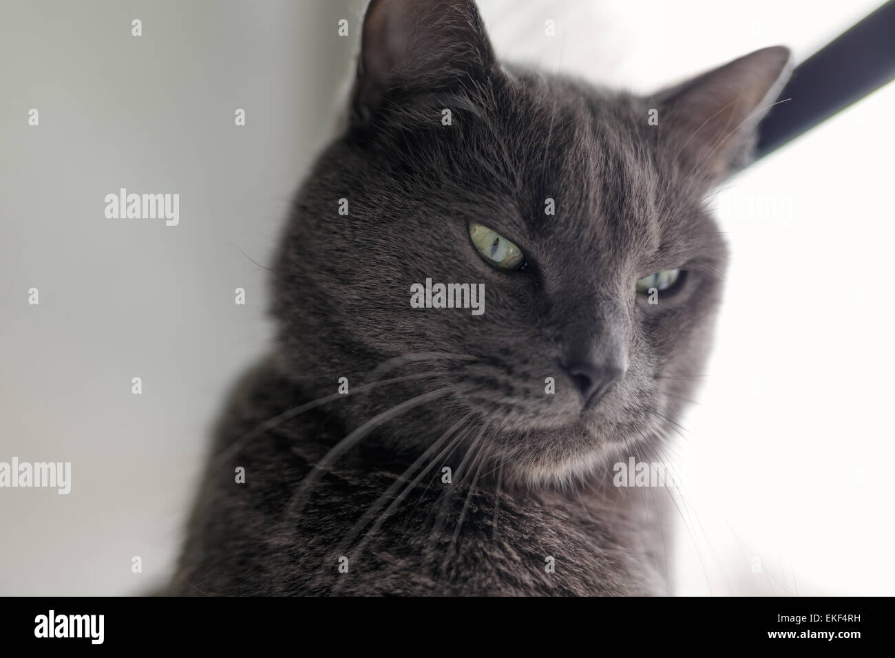 Animal serious look hi-res stock photography and images - Alamy