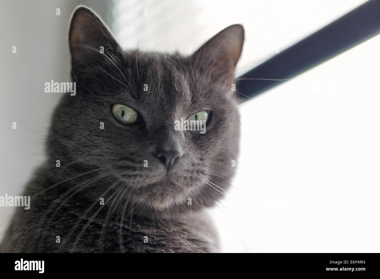 Serious animal hi-res stock photography and images - Alamy